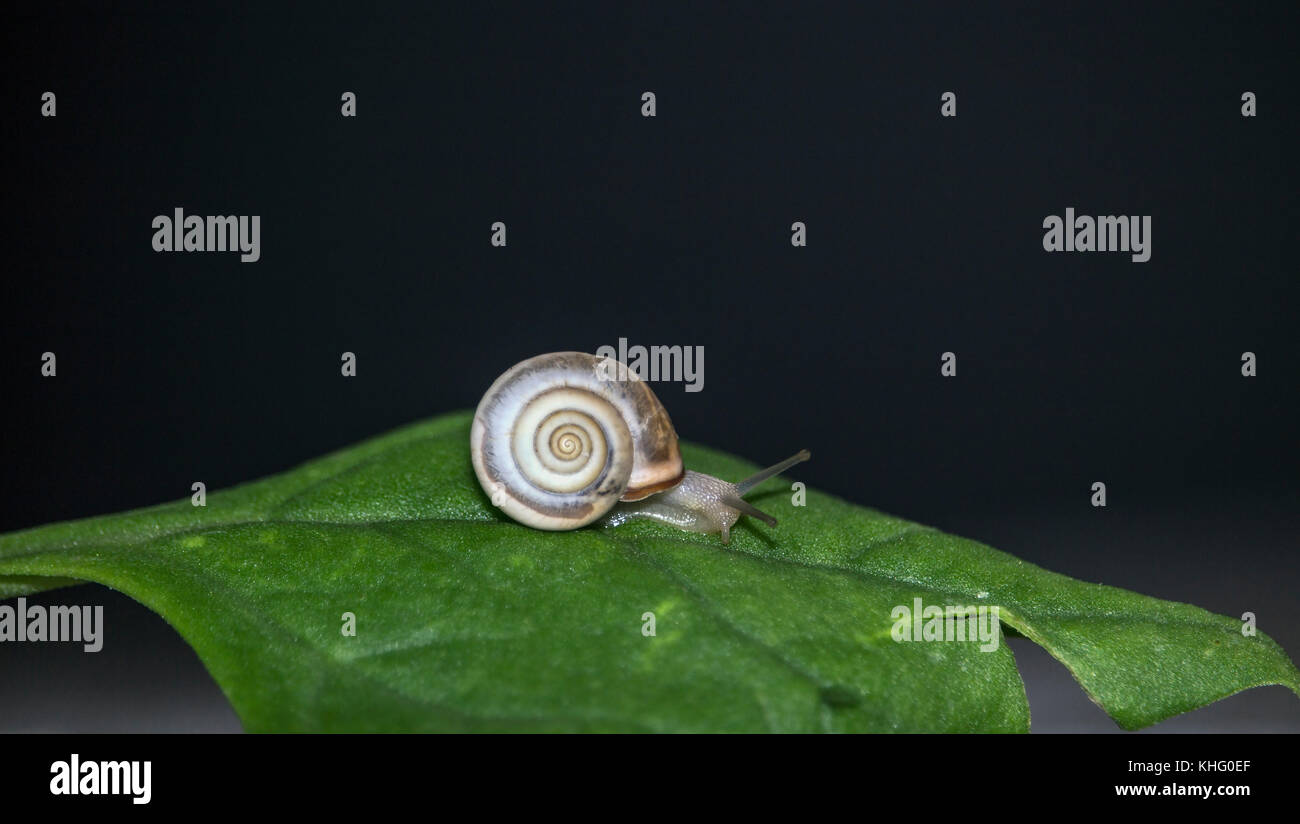 Little snail crawling along a leaf of spinach Stock Photo - Alamy