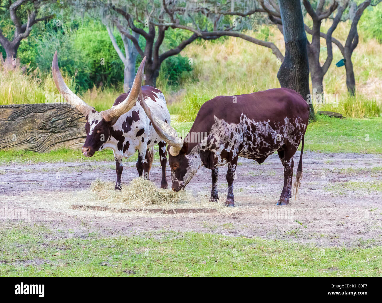 Ankole Watusi Cattle grazing Stock Photo - Alamy