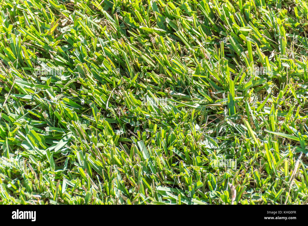 Centipede grass hi-res stock photography and images - Alamy