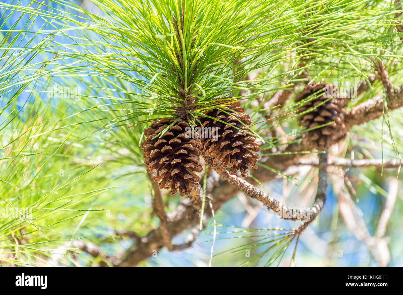 Pinecone nature pinetree hi-res stock photography and images - Alamy
