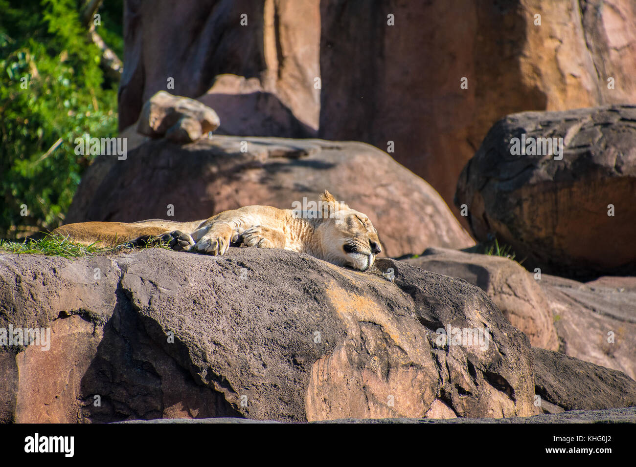 Lioness sleeping on rocks Stock Photo - Alamy