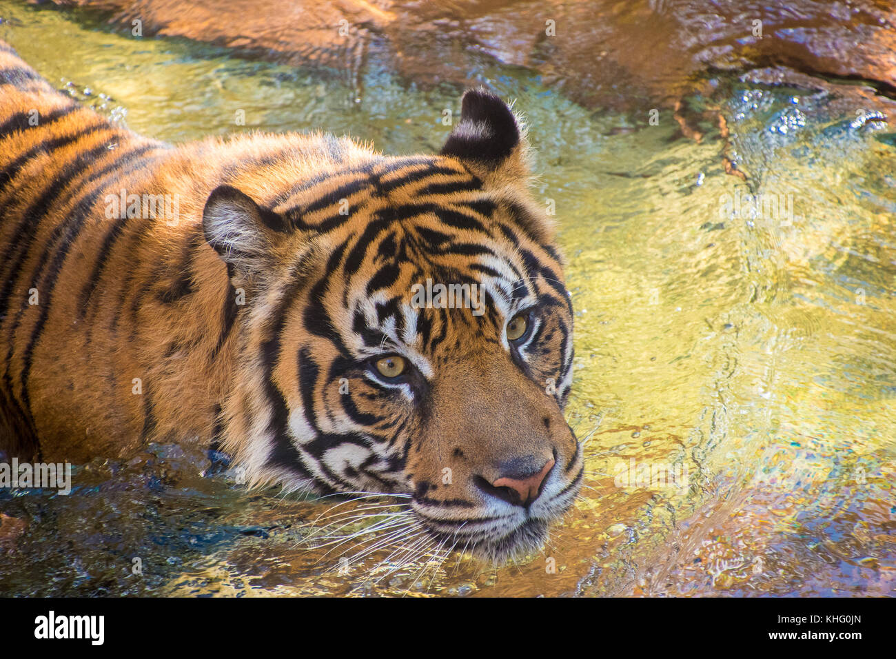 Tiger playing in water hi-res stock photography and images - Alamy
