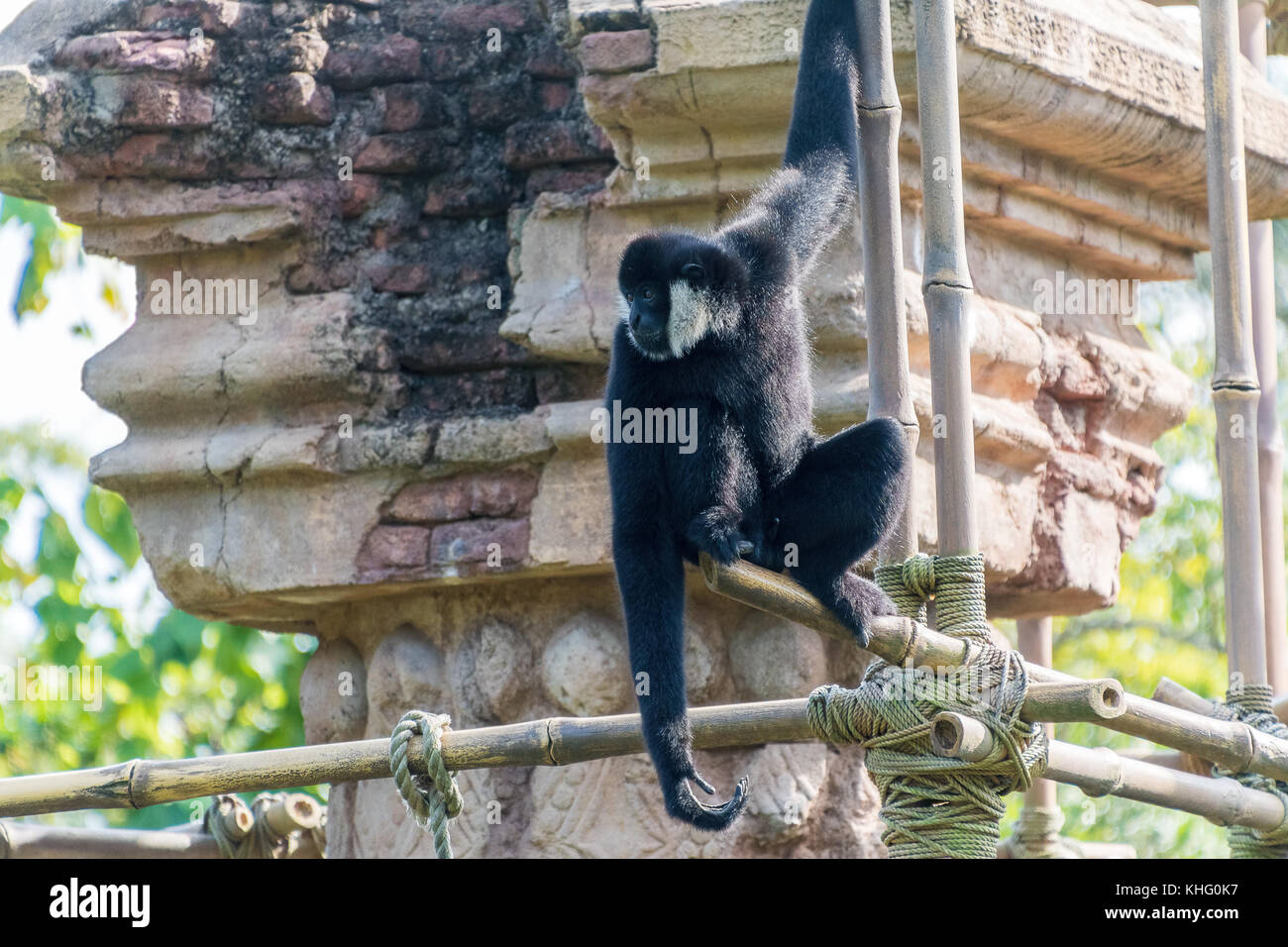 Northern White-Cheeked Gibbon swinging around Stock Photo - Alamy
