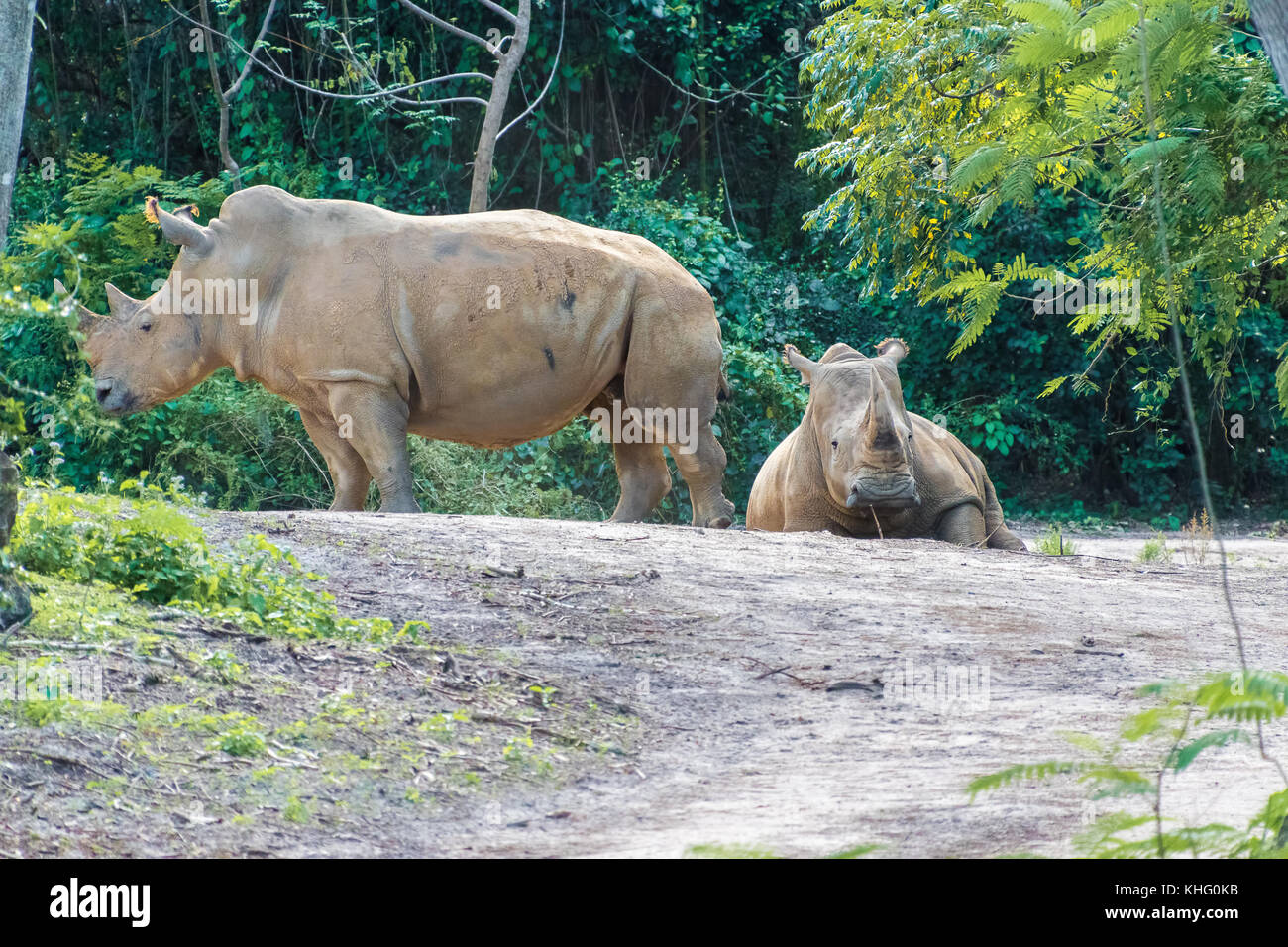 Two white rhinoceros Stock Photo - Alamy