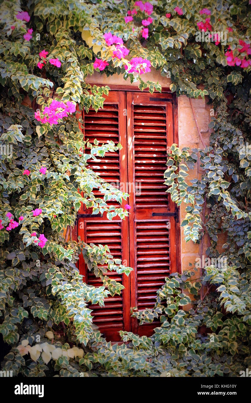 A window with wooden shutters is shrouded in leaves and flowers from a ...