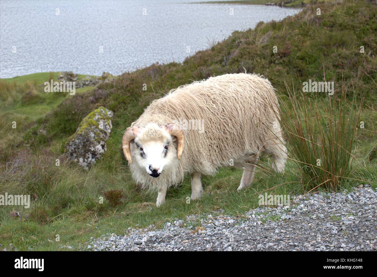 Wildlife in the Faroe Islands Stock Photo - Alamy
