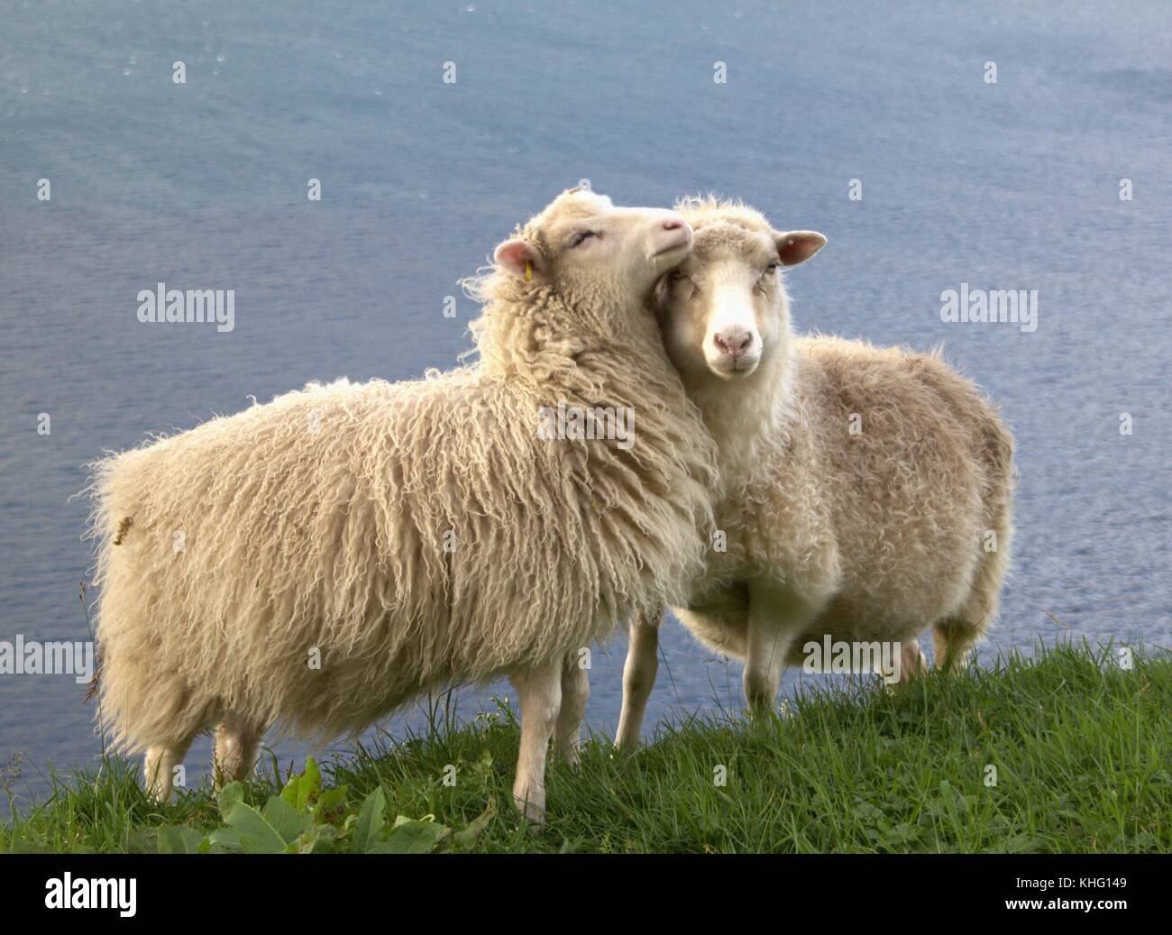 Wildlife in the Faroe Islands Stock Photo - Alamy