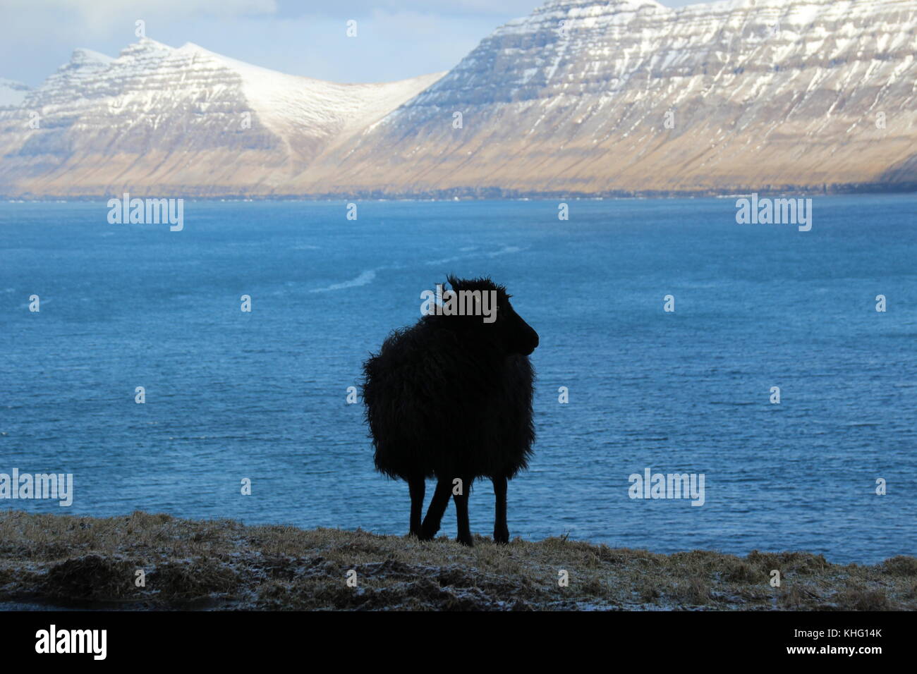 Wildlife in the Faroe Islands Stock Photo - Alamy