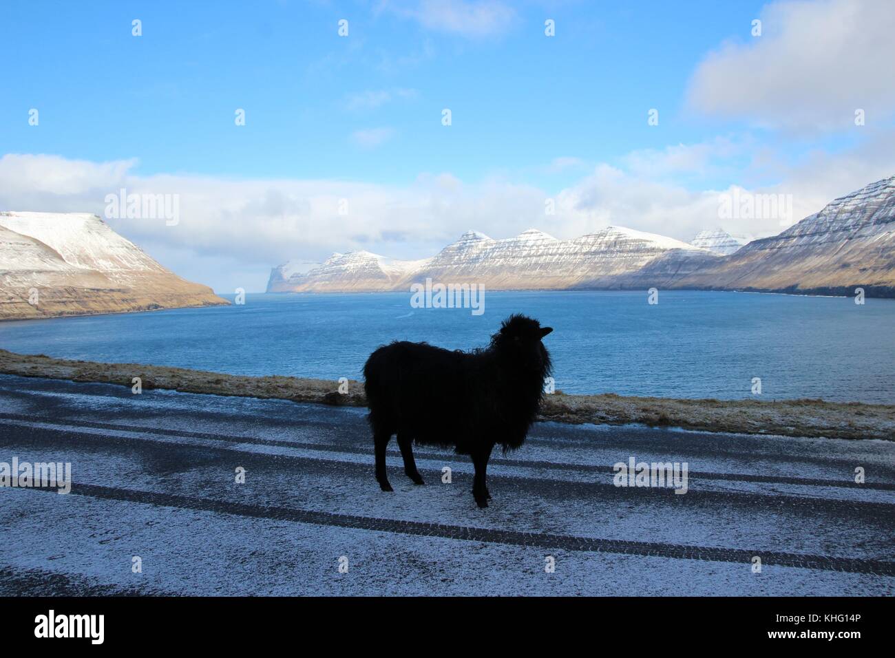 Wildlife in the Faroe Islands Stock Photo - Alamy