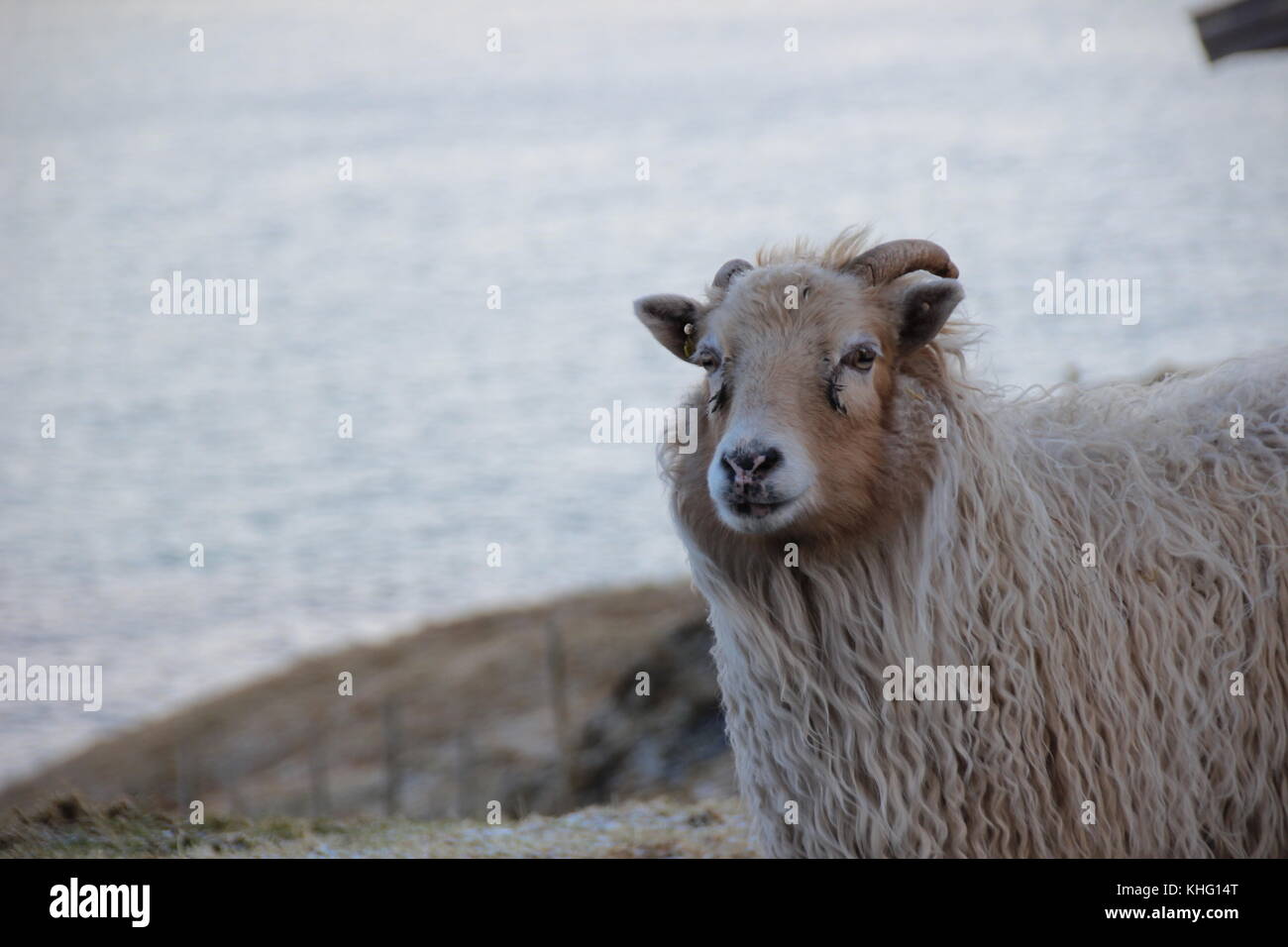 Wildlife in the Faroe Islands Stock Photo - Alamy
