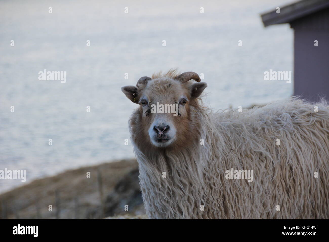 Wildlife in the Faroe Islands Stock Photo - Alamy