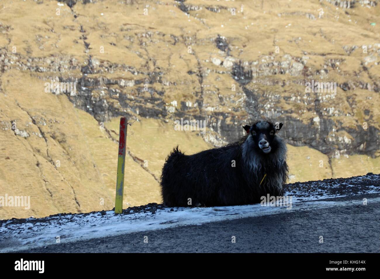 Wildlife in the Faroe Islands Stock Photo - Alamy