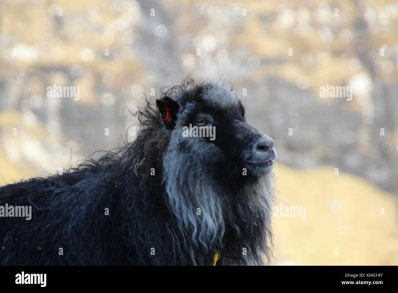Wildlife in the Faroe Islands Stock Photo - Alamy