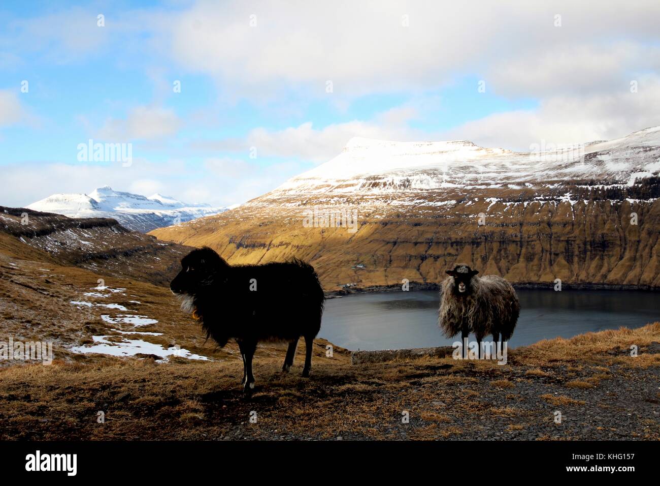 Wildlife in the Faroe Islands Stock Photo - Alamy