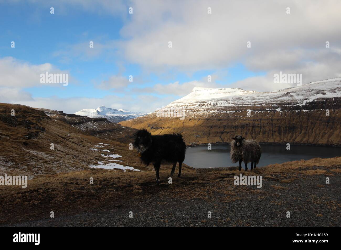 Wildlife in the Faroe Islands Stock Photo - Alamy