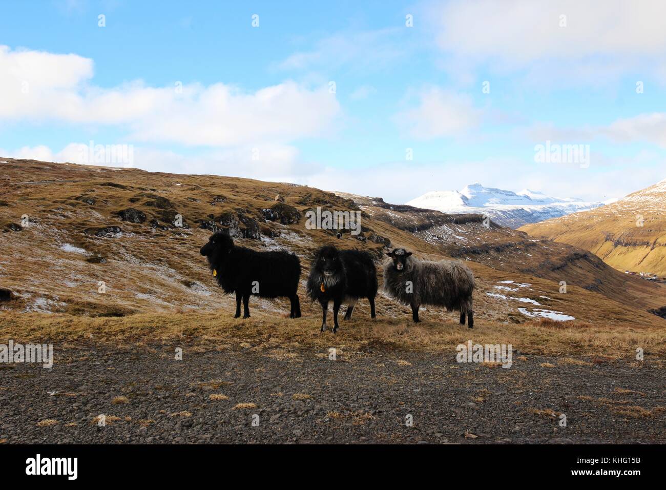 Wildlife in the Faroe Islands Stock Photo - Alamy