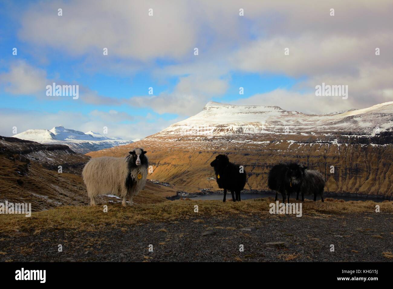 Wildlife in the Faroe Islands Stock Photo - Alamy