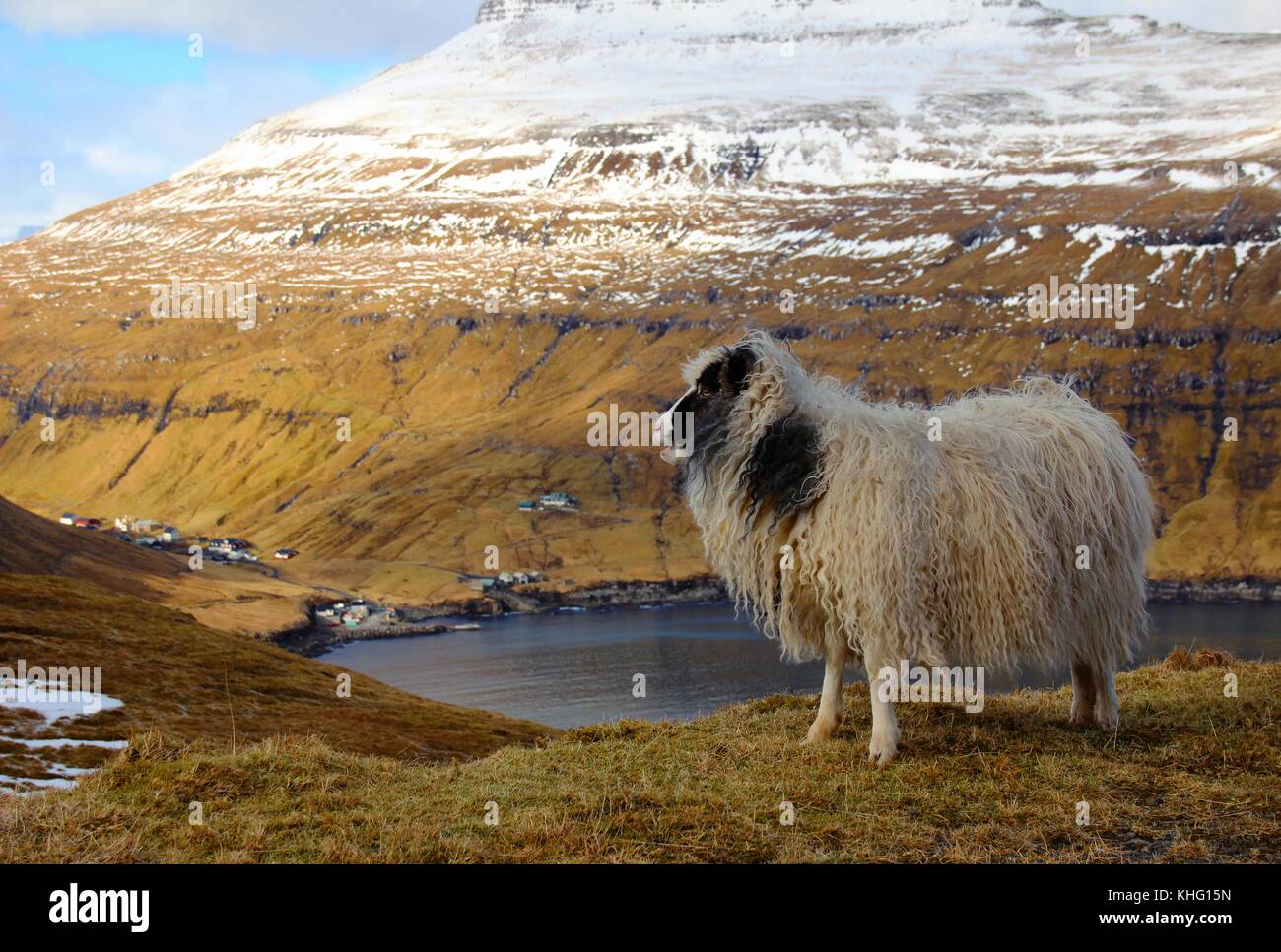 Wildlife in the Faroe Islands Stock Photo - Alamy