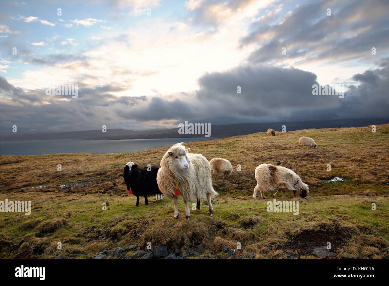 Wildlife in the Faroe Islands Stock Photo - Alamy