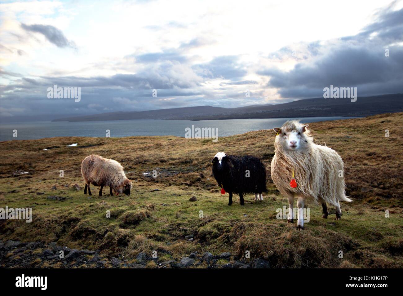Wildlife in the Faroe Islands Stock Photo - Alamy