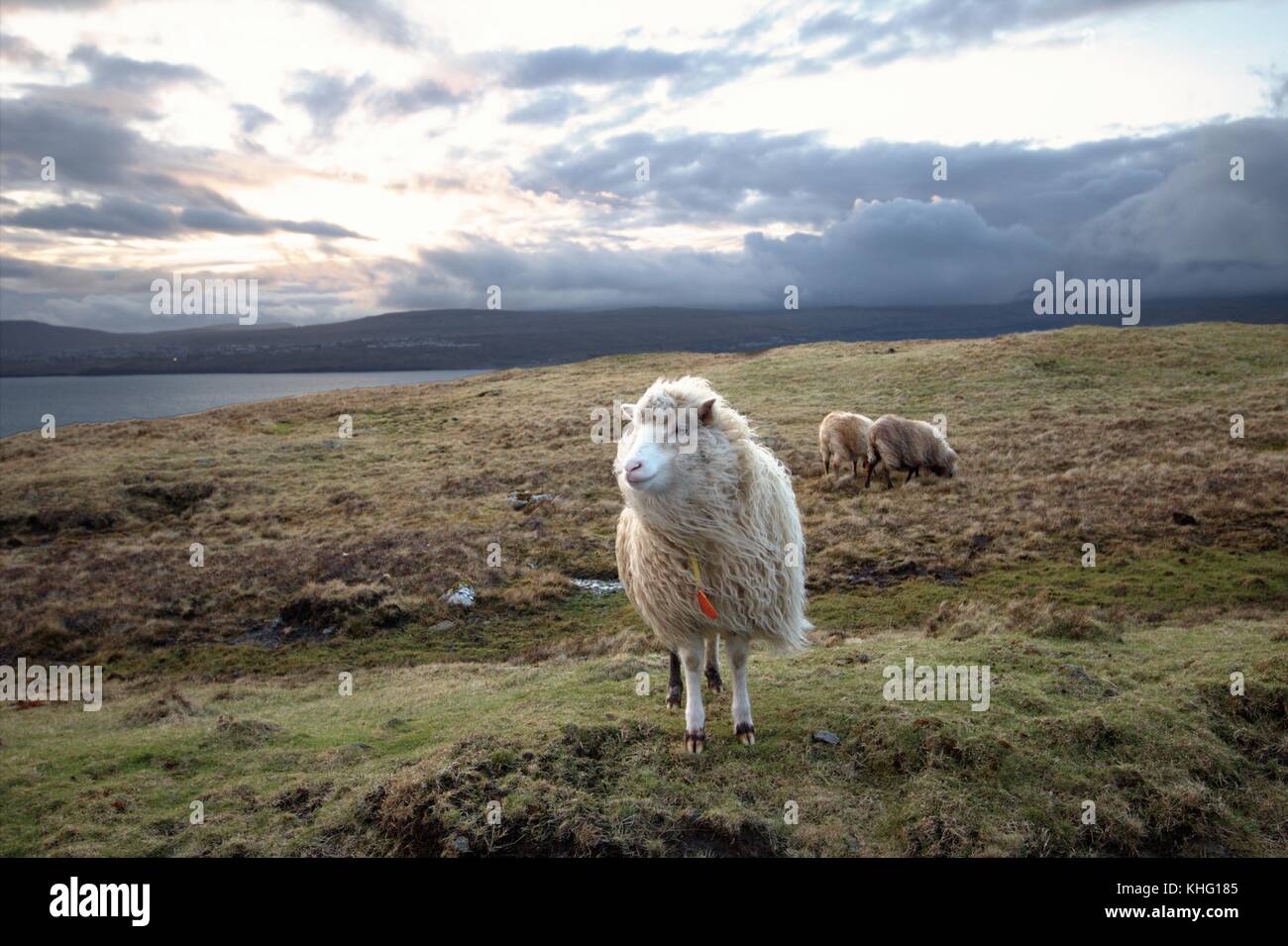 Wildlife in the Faroe Islands Stock Photo - Alamy