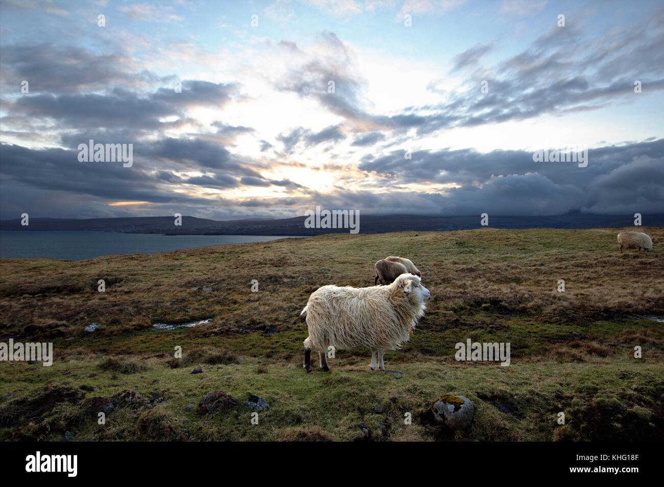 Wildlife in the Faroe Islands Stock Photo - Alamy
