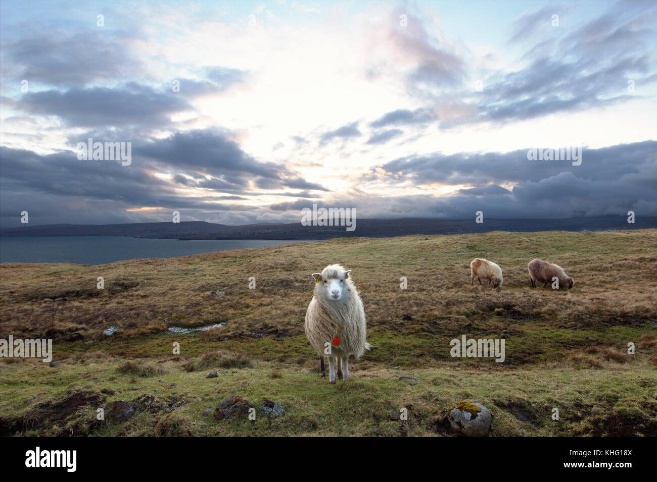 Wildlife in the Faroe Islands Stock Photo - Alamy