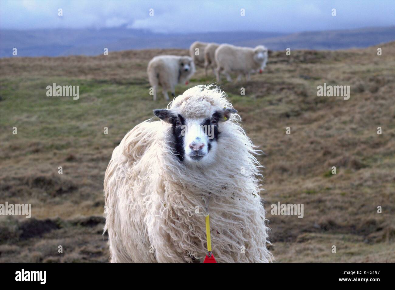 Wildlife in the Faroe Islands Stock Photo - Alamy
