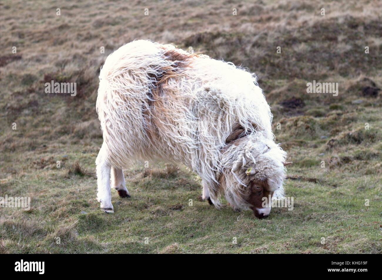 Wildlife in the Faroe Islands Stock Photo - Alamy