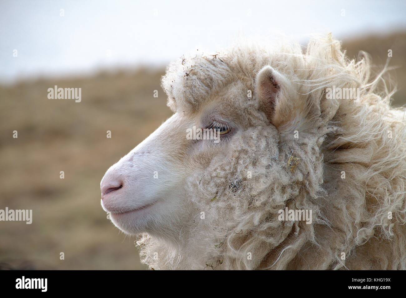 Wildlife in the Faroe Islands Stock Photo - Alamy