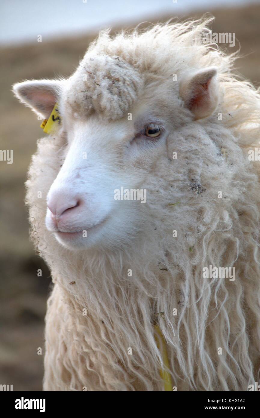 Wildlife in the Faroe Islands Stock Photo - Alamy