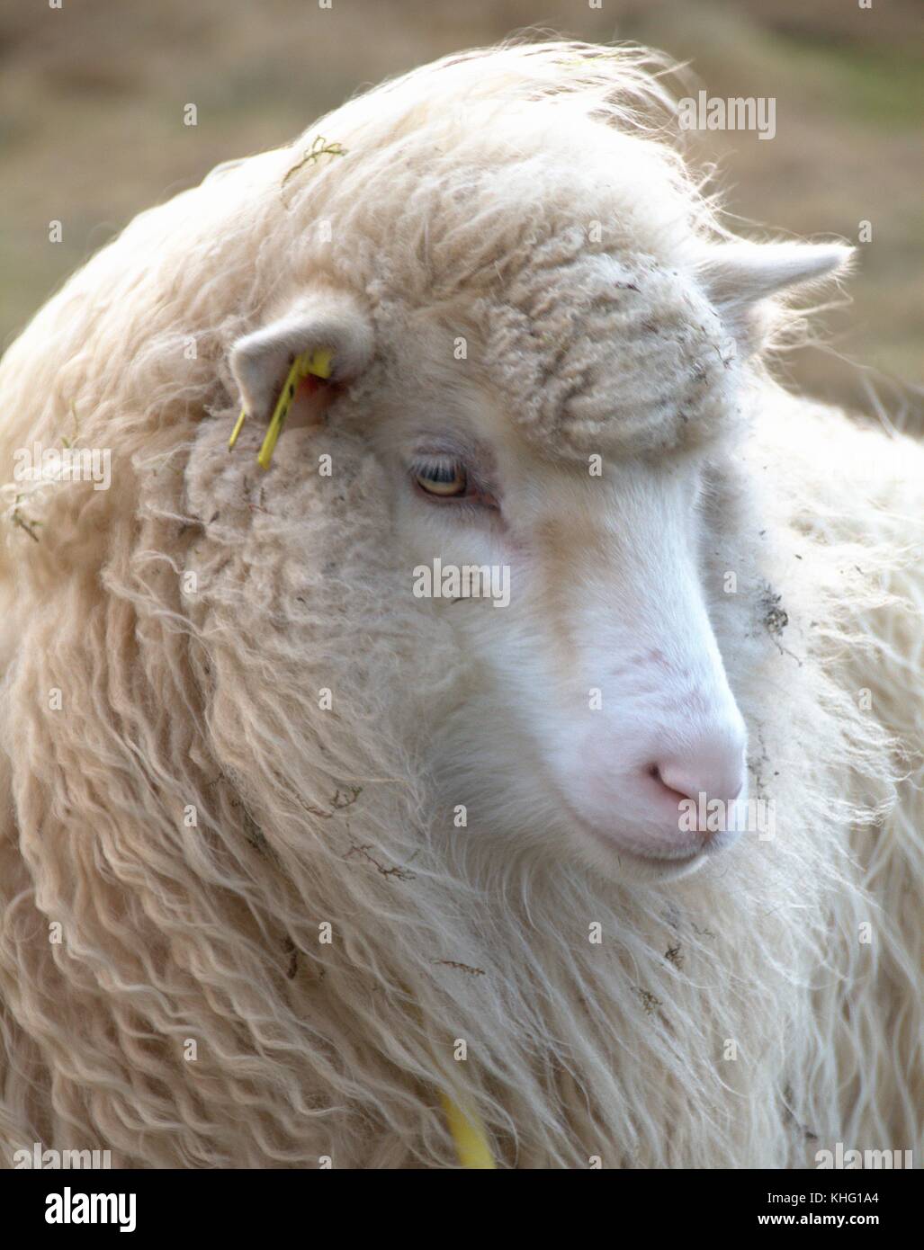 Wildlife in the Faroe Islands Stock Photo - Alamy