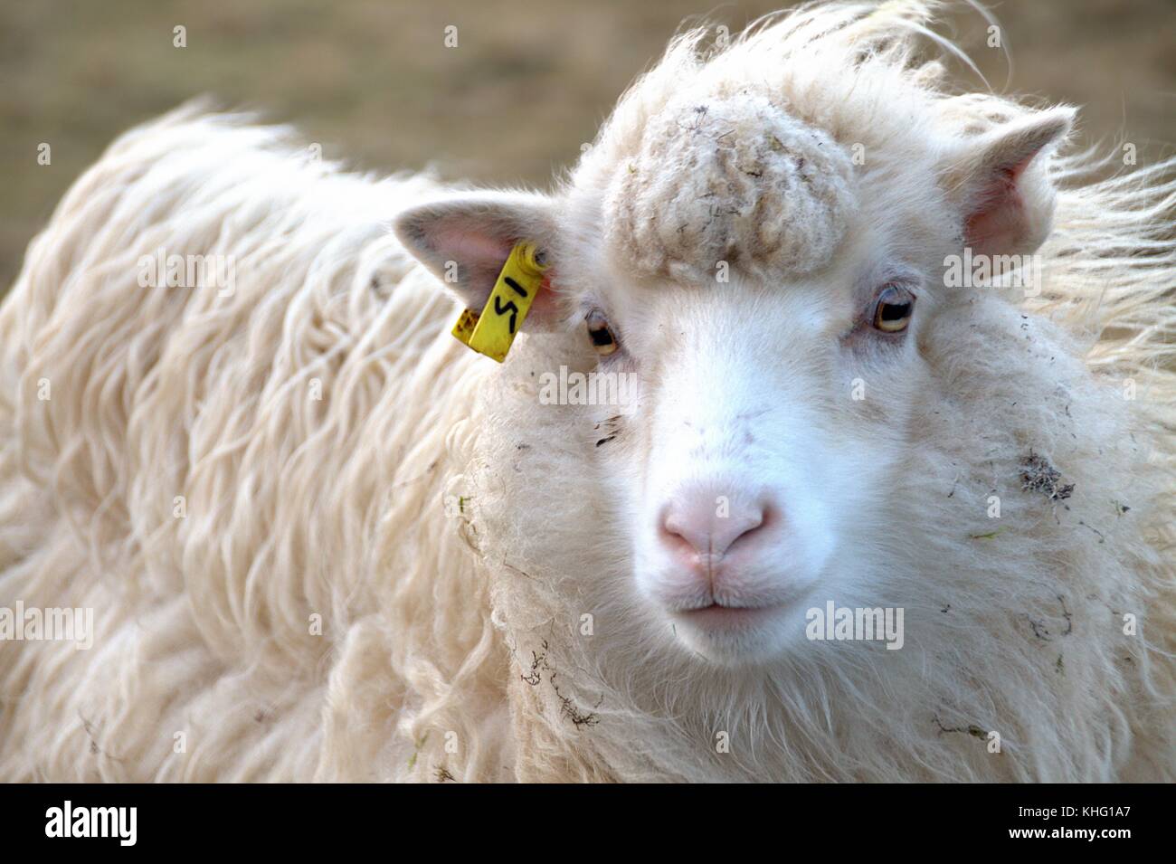 Wildlife in the Faroe Islands Stock Photo - Alamy