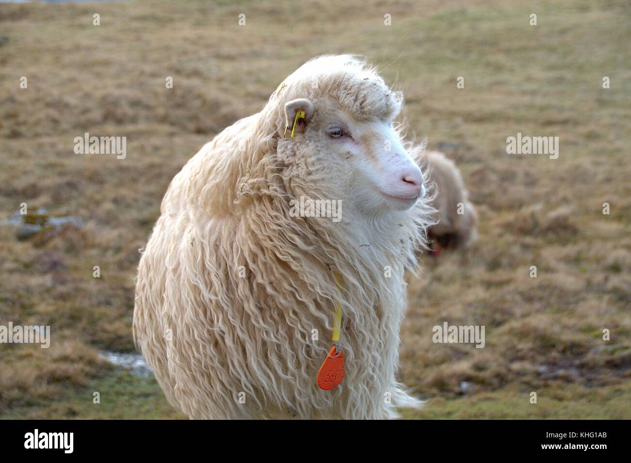 Wildlife in the Faroe Islands Stock Photo - Alamy