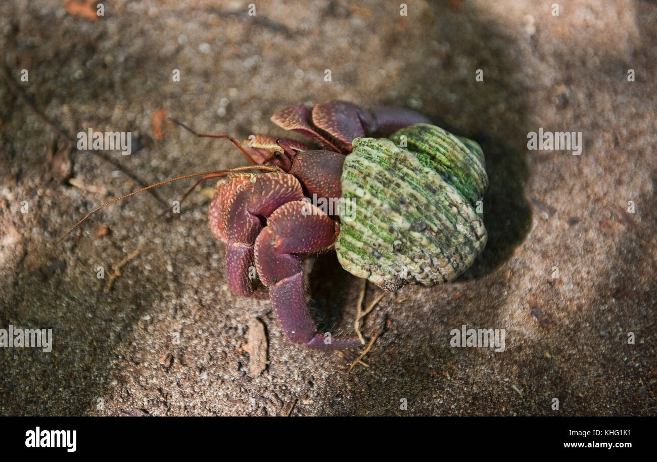 Hermit crab (Paguroidea) in the Mergui Archipelago, Myanmar Stock Photo ...