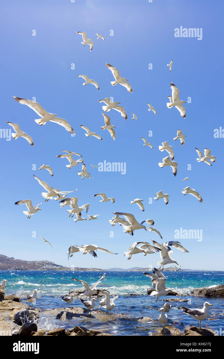 swarm of sea gulls flying close to the beach of mykonos island,Greece ...