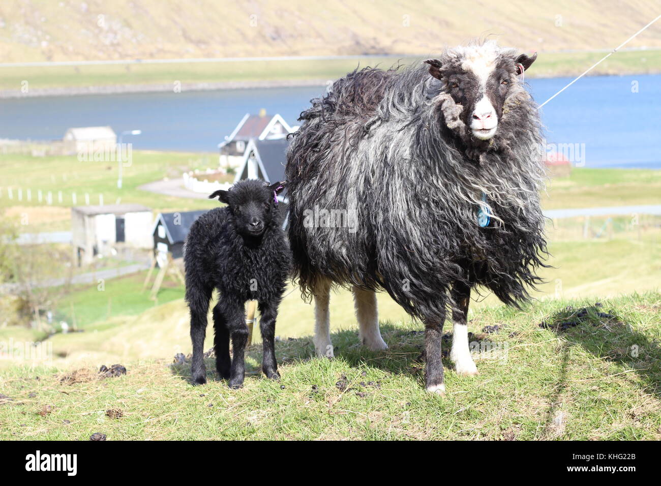 Wildlife in the Faroe Islands Stock Photo - Alamy