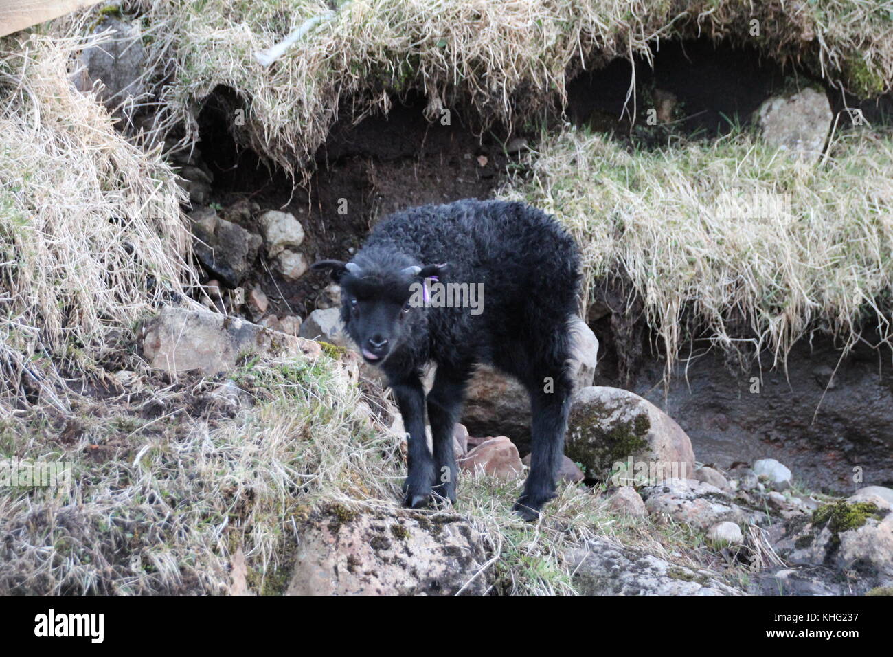 Wildlife in the Faroe Islands Stock Photo - Alamy