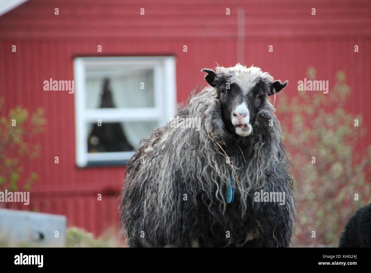 Wildlife in the Faroe Islands Stock Photo - Alamy