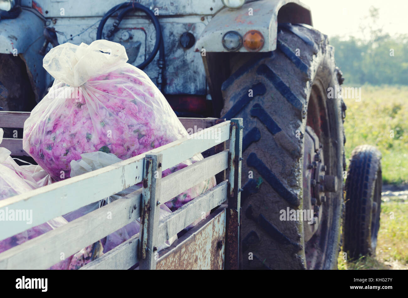 Valley of the roses bulgaria hi-res stock photography and images - Alamy