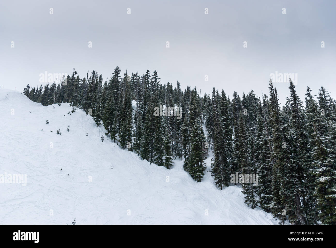 ski run between fir trees in Whister, Canada Stock Photo - Alamy