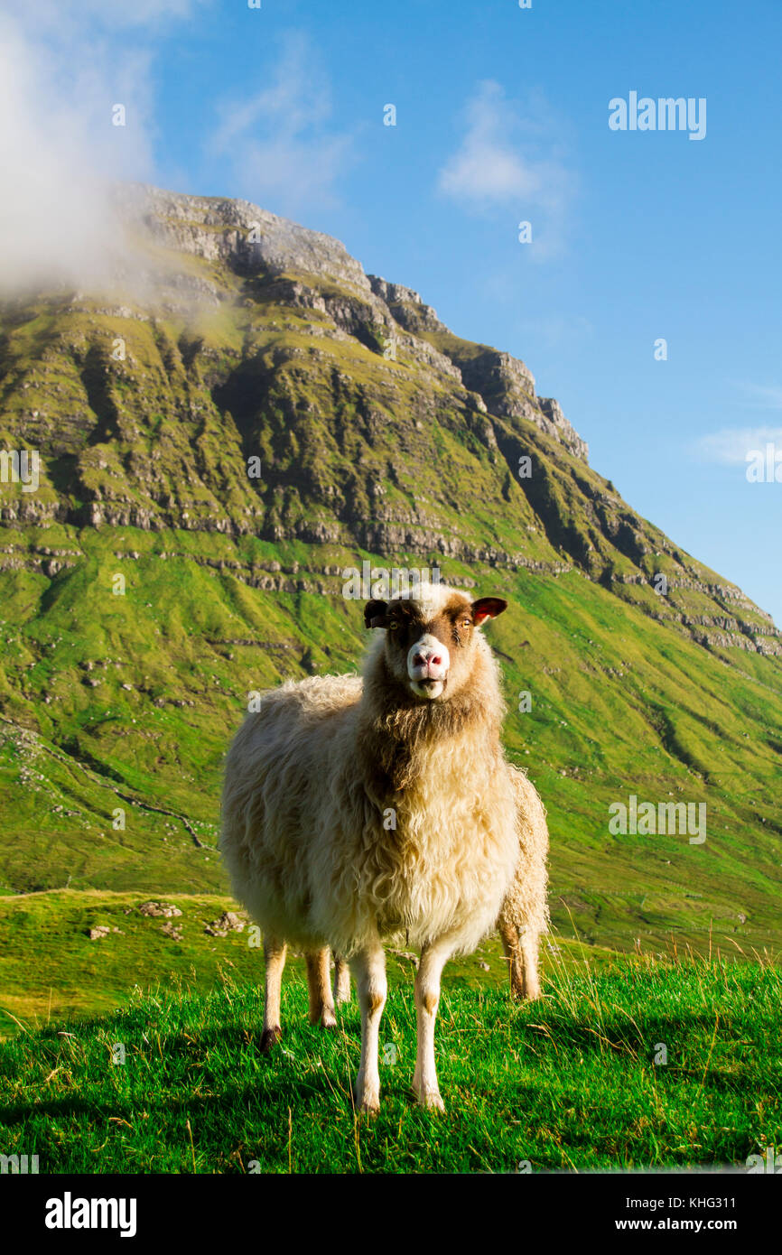 Wildlife in the Faroe Islands Stock Photo - Alamy