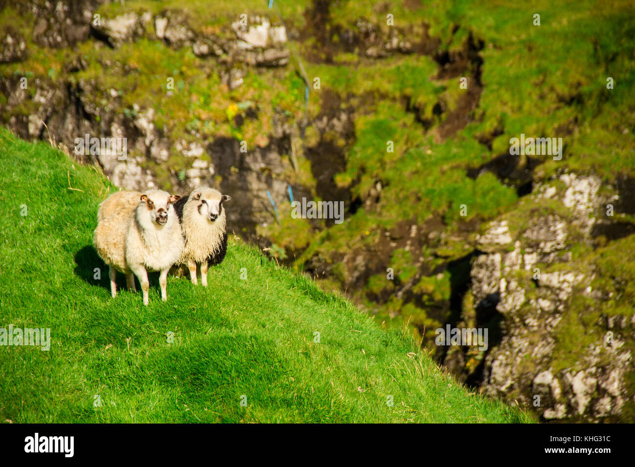 Wildlife in the Faroe Islands Stock Photo - Alamy