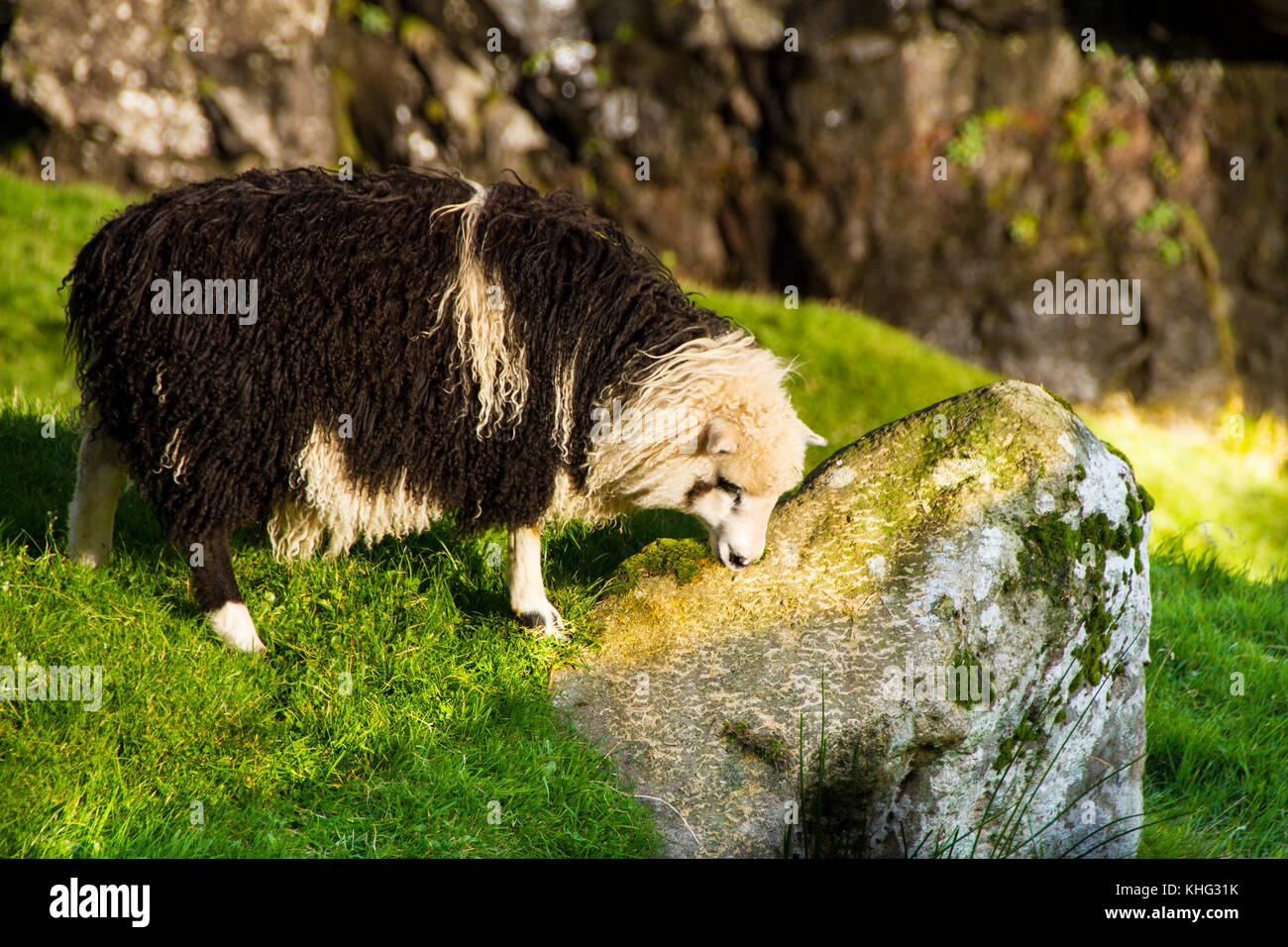 Wildlife in the Faroe Islands Stock Photo - Alamy
