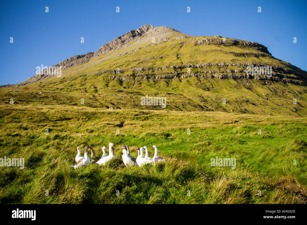Wildlife in the Faroe Islands Stock Photo - Alamy