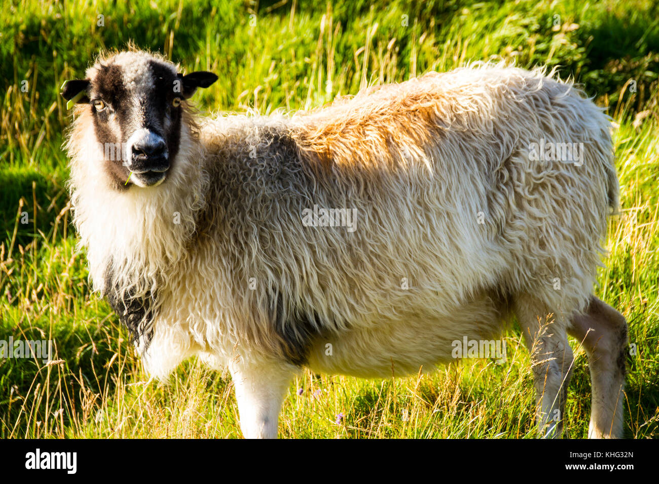 Wildlife in the Faroe Islands Stock Photo - Alamy