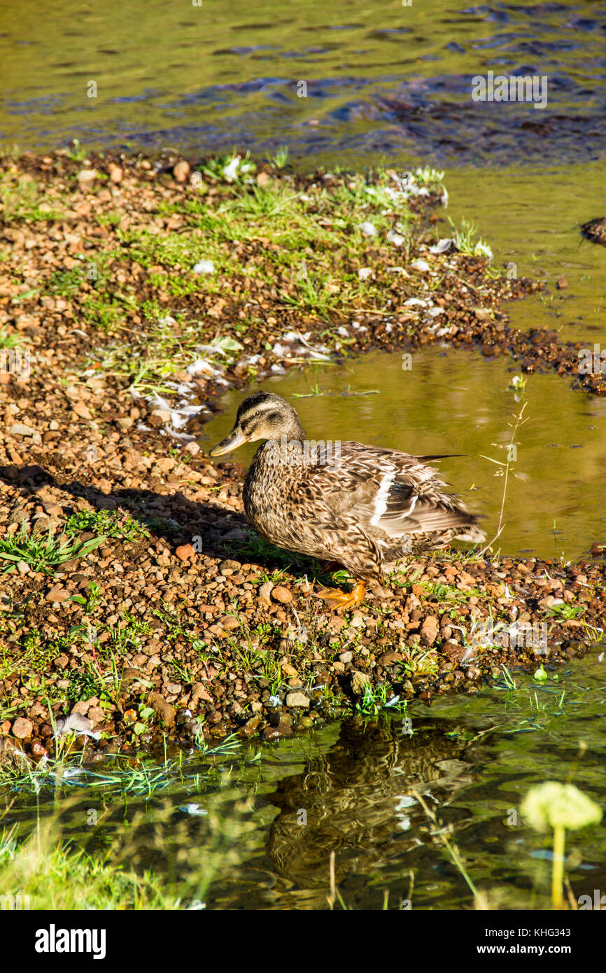 Wildlife in the Faroe Islands Stock Photo - Alamy