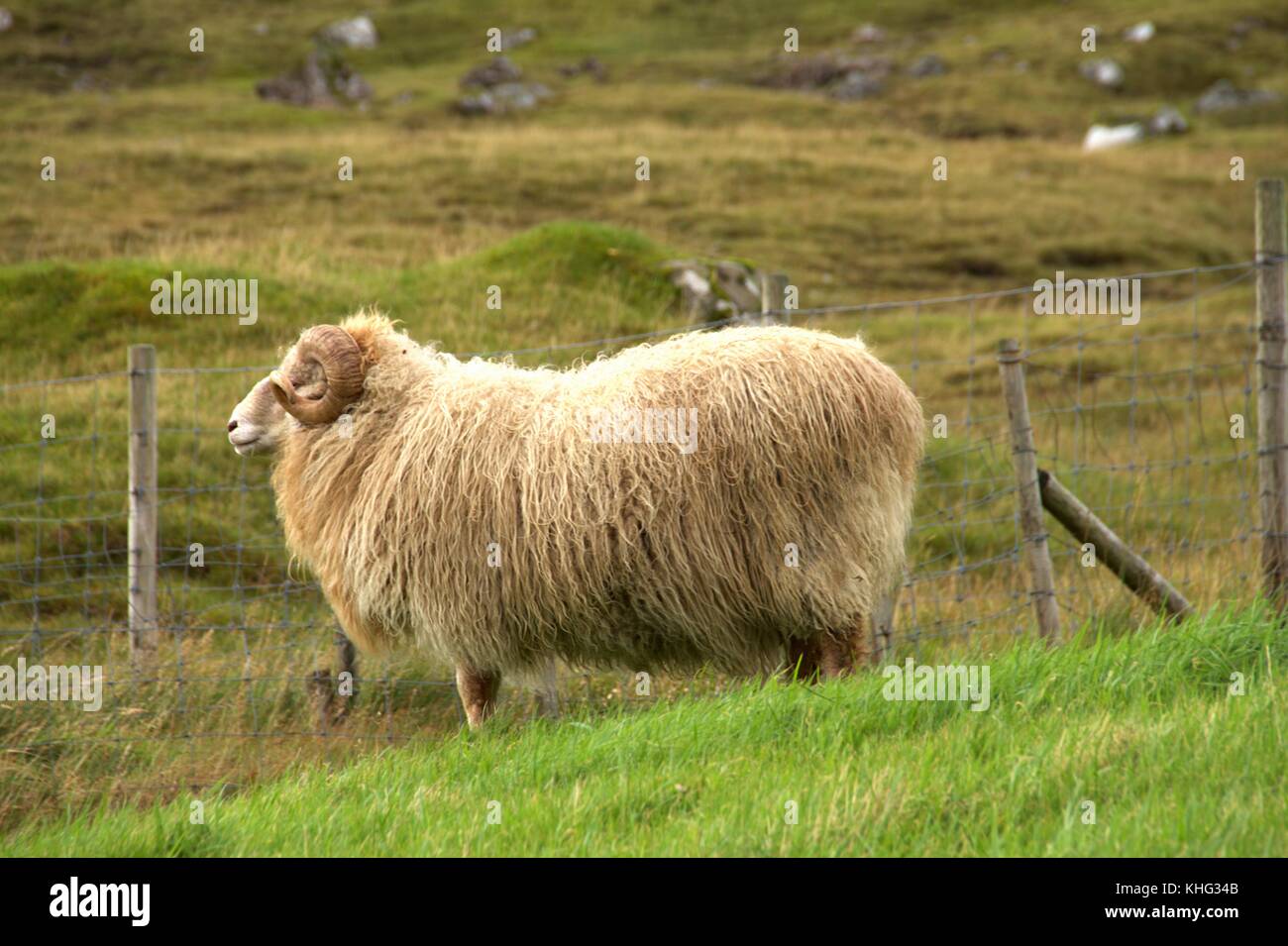 Wildlife in the Faroe Islands Stock Photo - Alamy