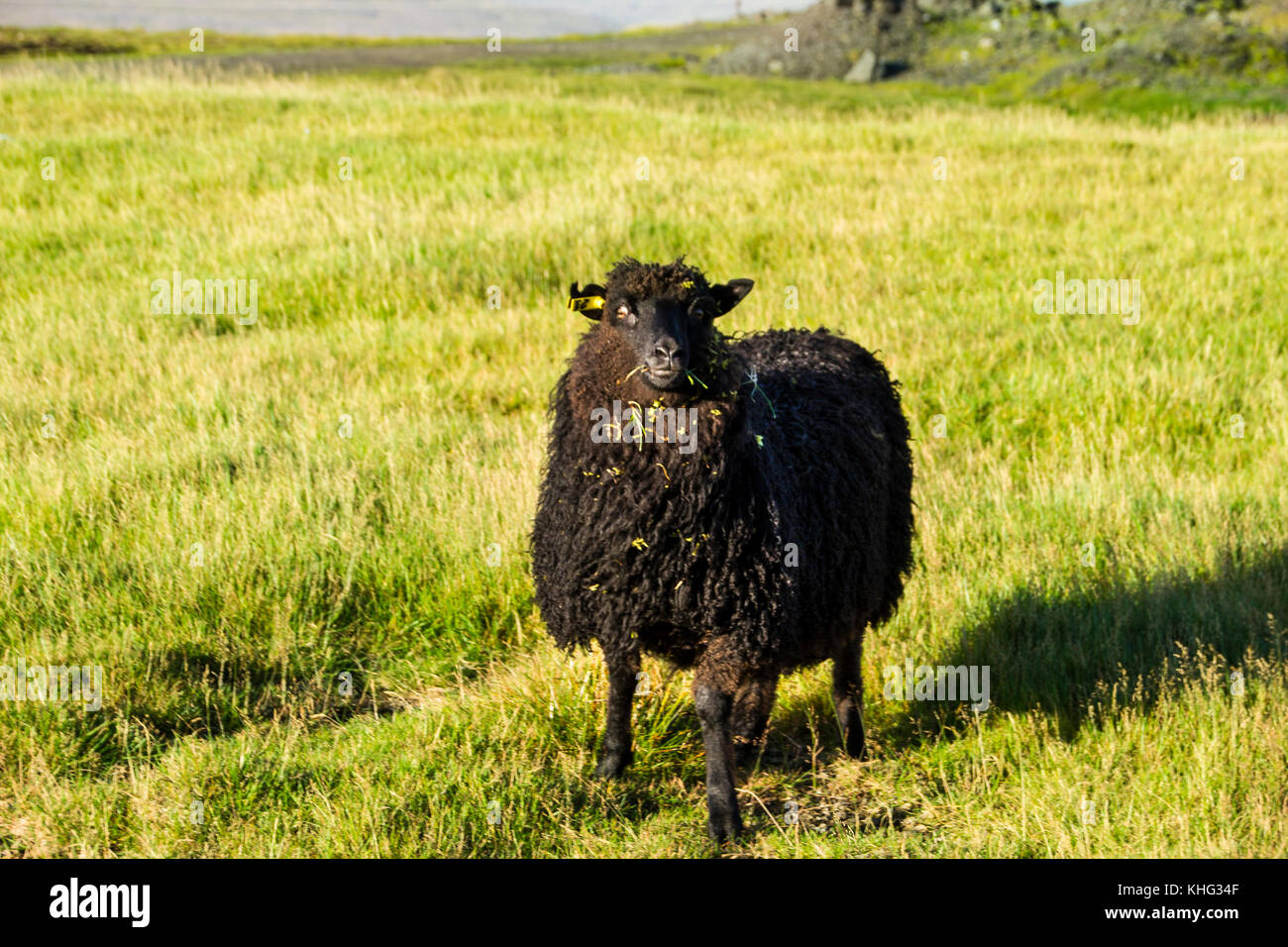 Wildlife in the Faroe Islands Stock Photo - Alamy