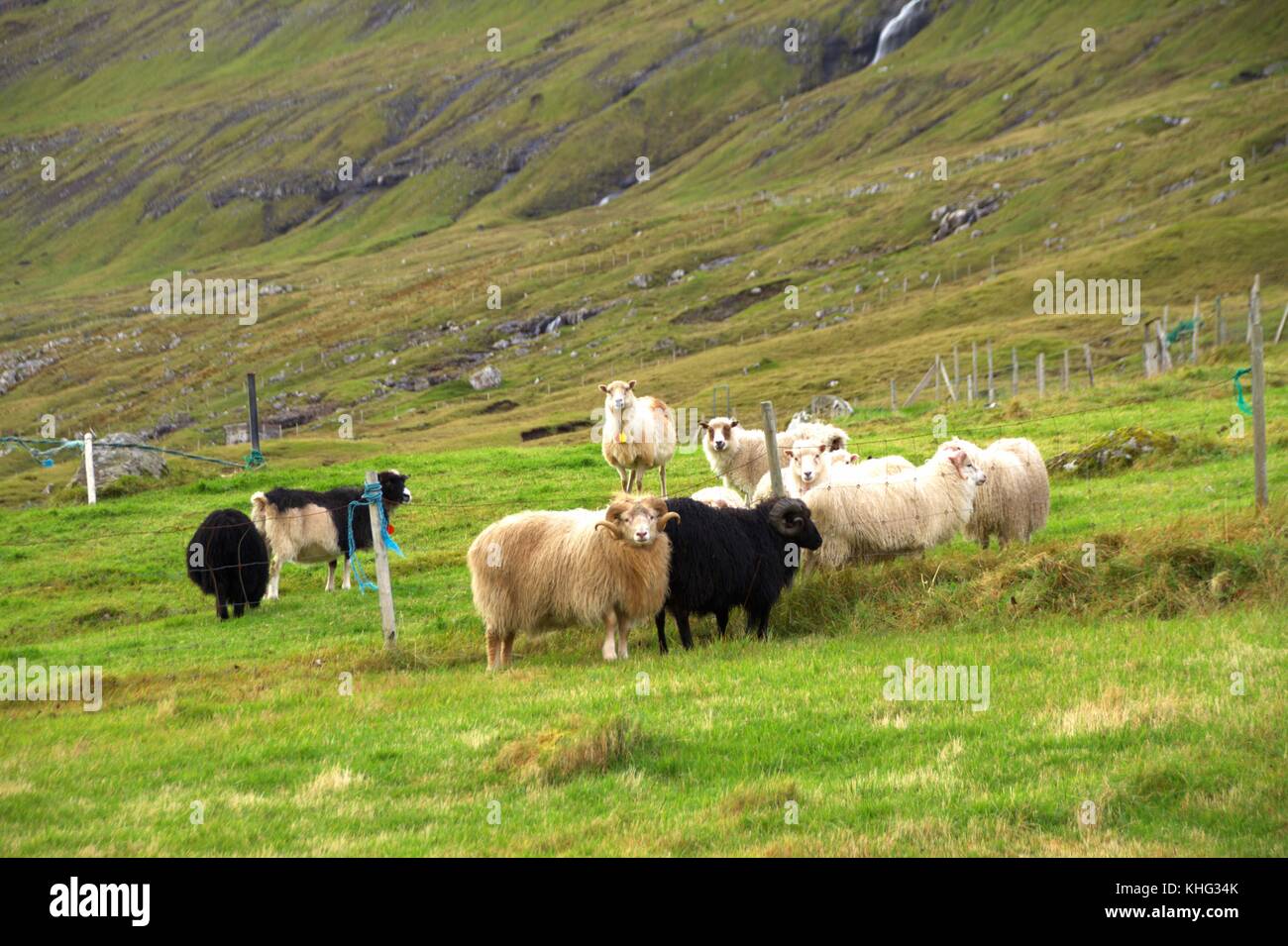 Wildlife in the Faroe Islands Stock Photo - Alamy
